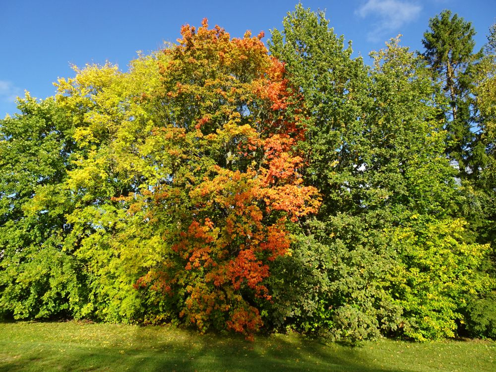 40. NÄDAL 30.9.2024 – 6.10.2024. Jõgeval ja selle ümbruses | Looduskalender.ee